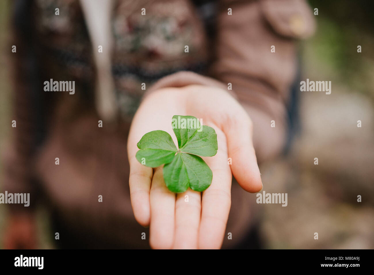 Hand over one clover leave on stretched female hand palm Stock Photo ...