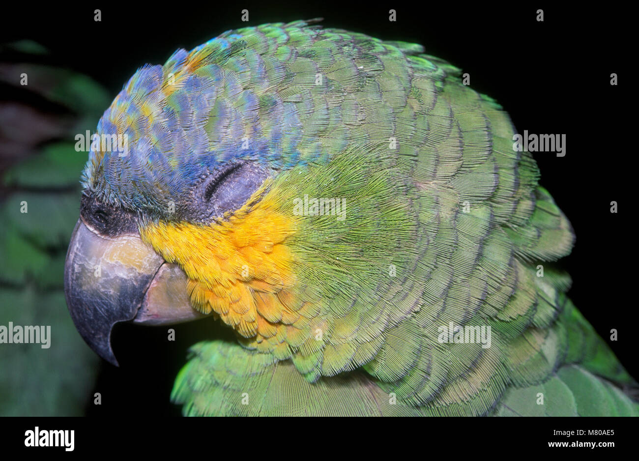 Loro amazona amazonica hi-res stock photography and images - Alamy