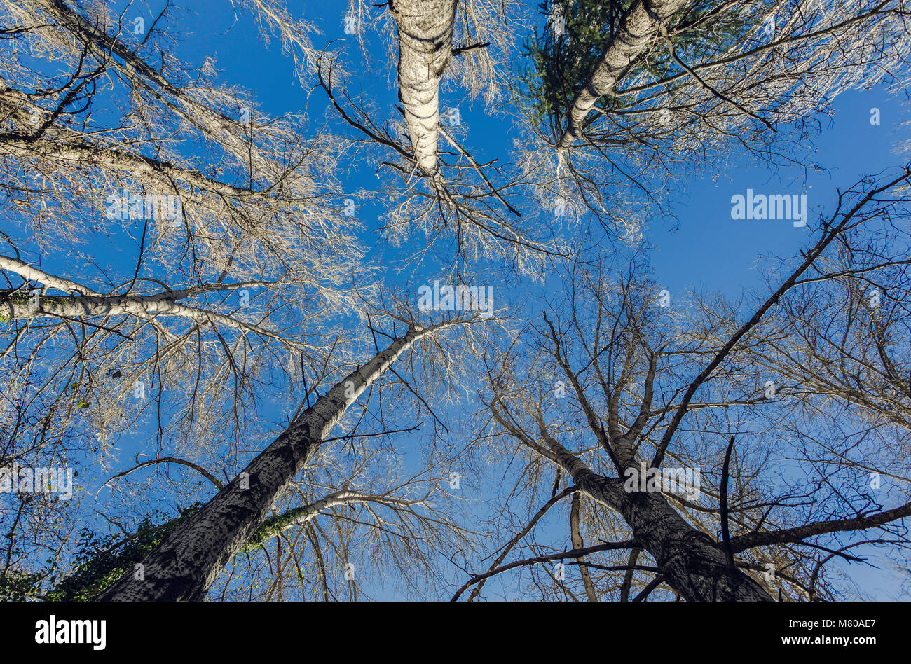 Trees from below Stock Photo - Alamy