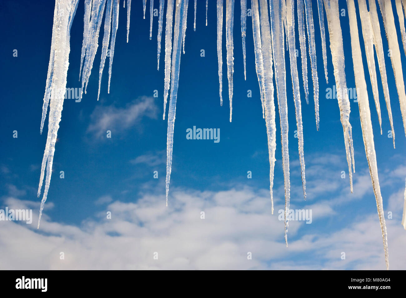 Long icicles are hanging on a cold winter day with blue sky in the ...