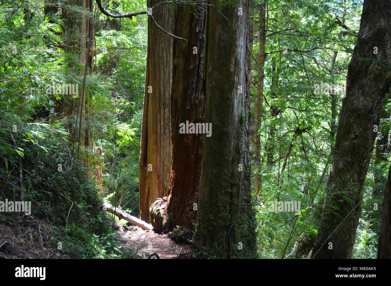 Nothofagus forests in argentina hi-res stock photography and images - Alamy