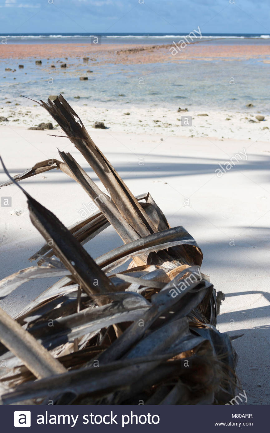 Pandanus Leaves High Resolution Stock Photography and Images - Alamy