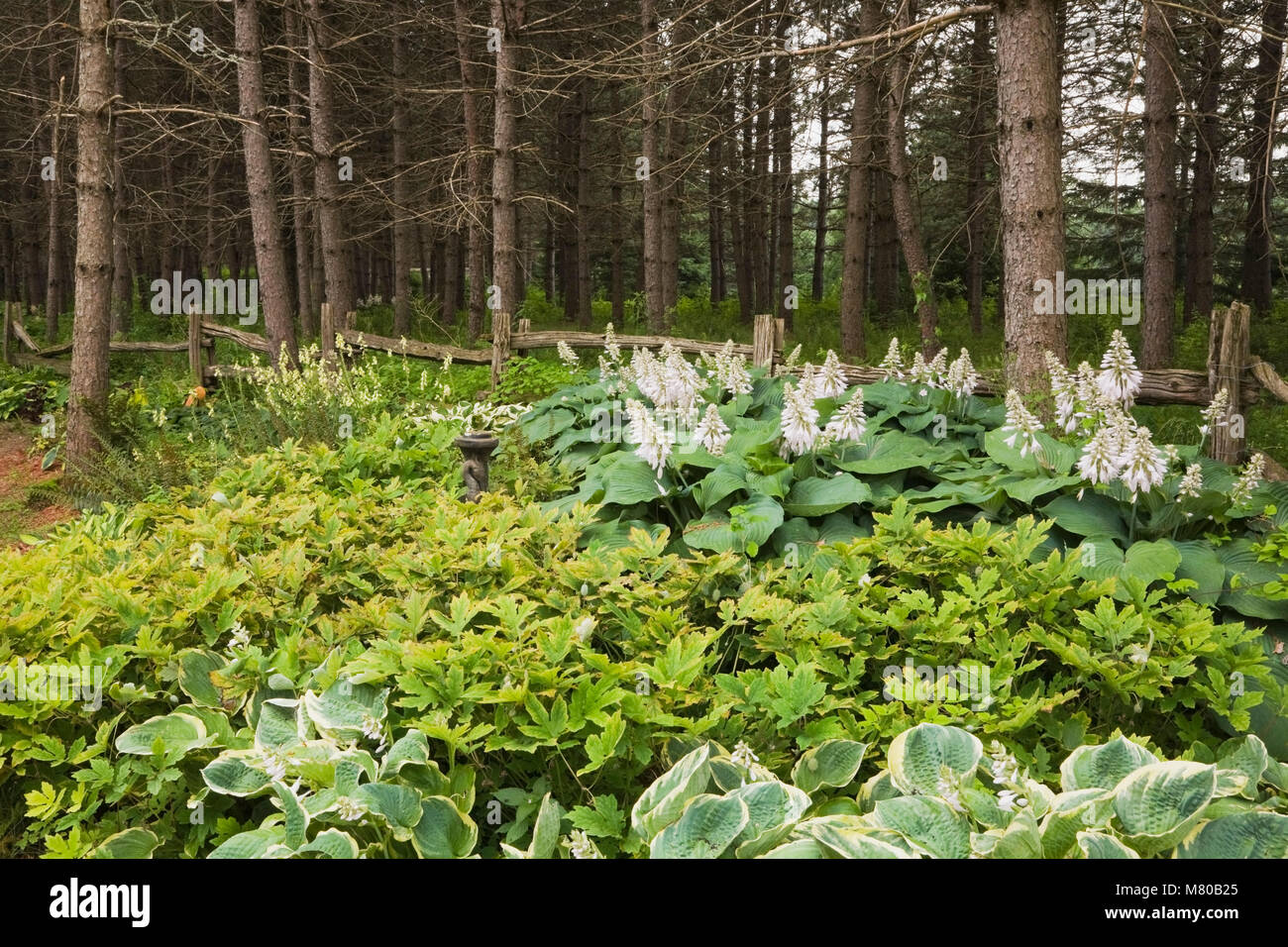 Garden border with hosta plants in a landscaped residential backyard ...