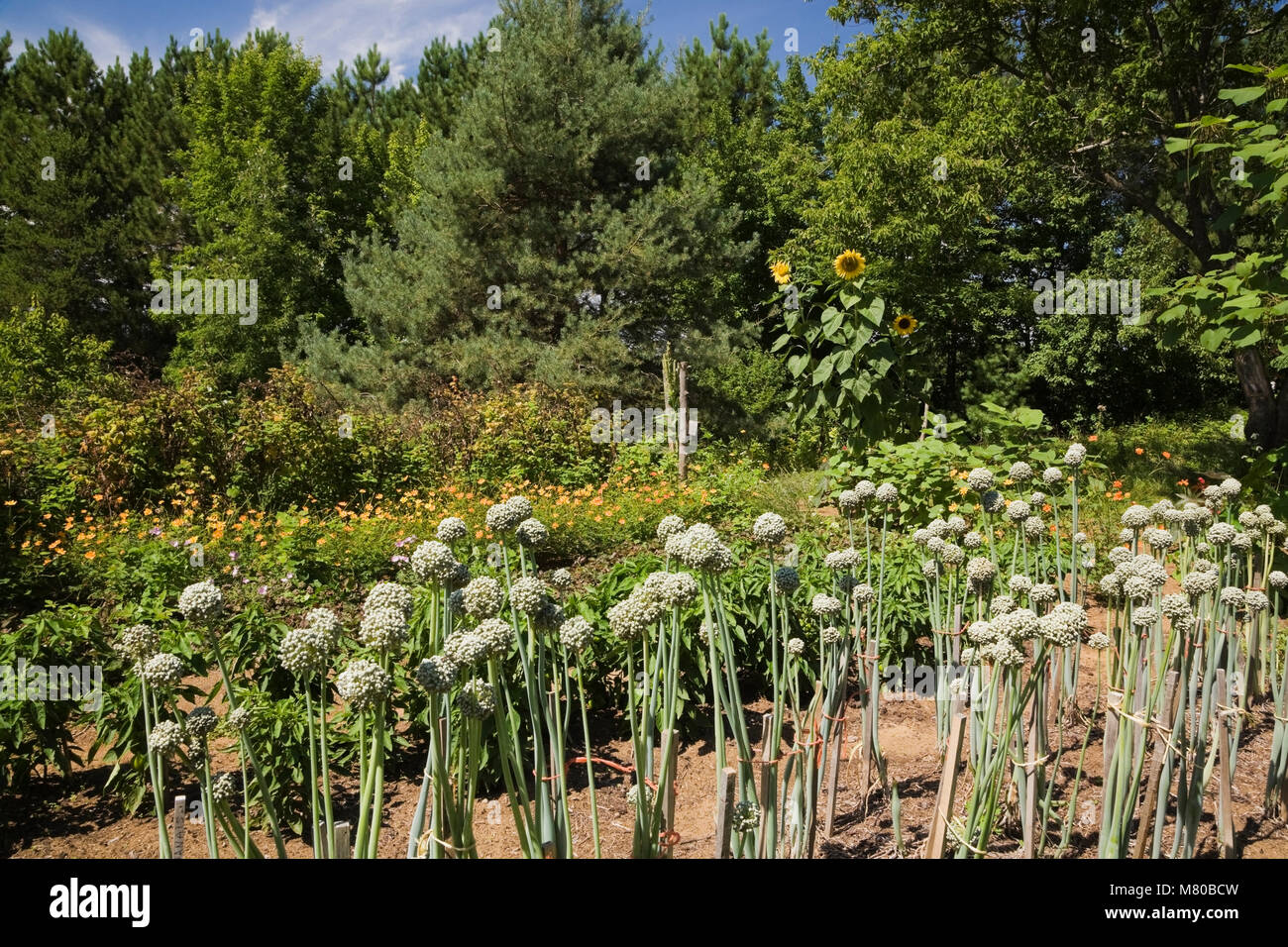 Assorted plants, shrubs, flowers and trees in a landscaped backyard ...