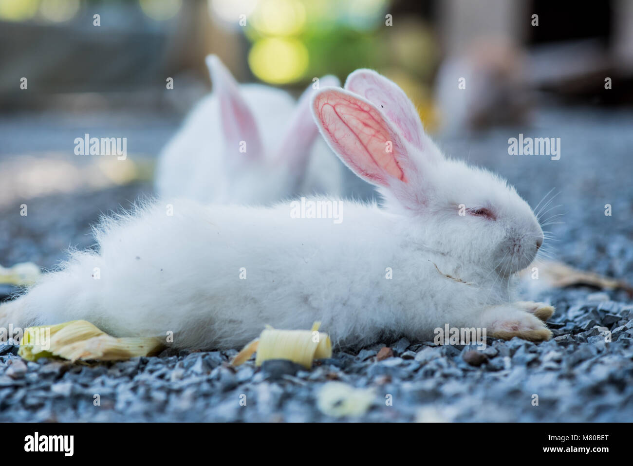 Rabbit, lovely animal and pet in the garden Stock Photo - Alamy