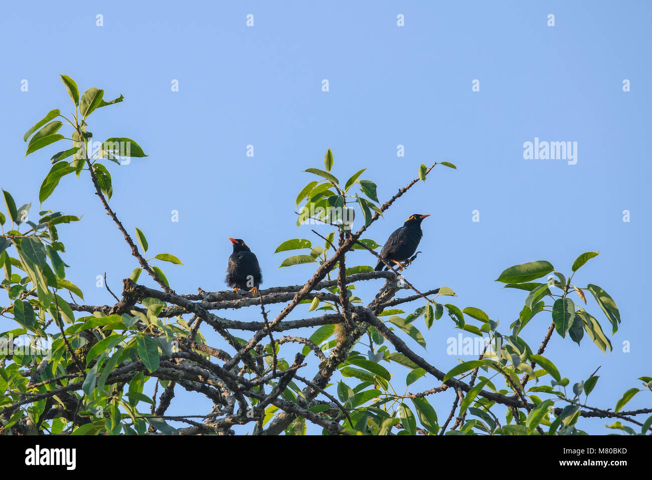 Close up of Common Hill Myna (Gracula religiosa intermedia), isolated ...