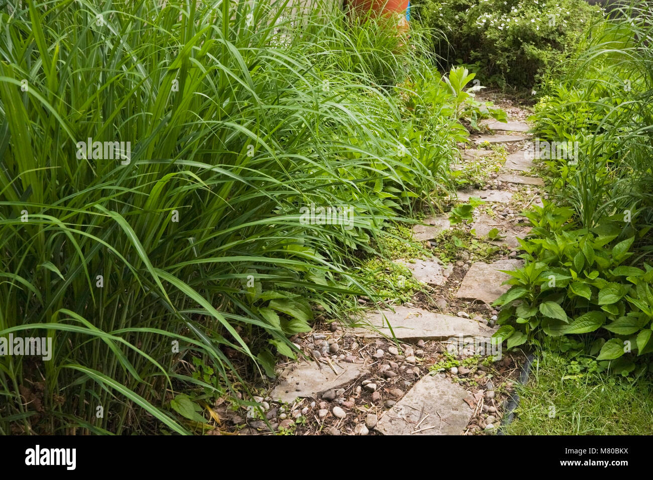 Flagstone path through borders with perennial plants leading to a ...