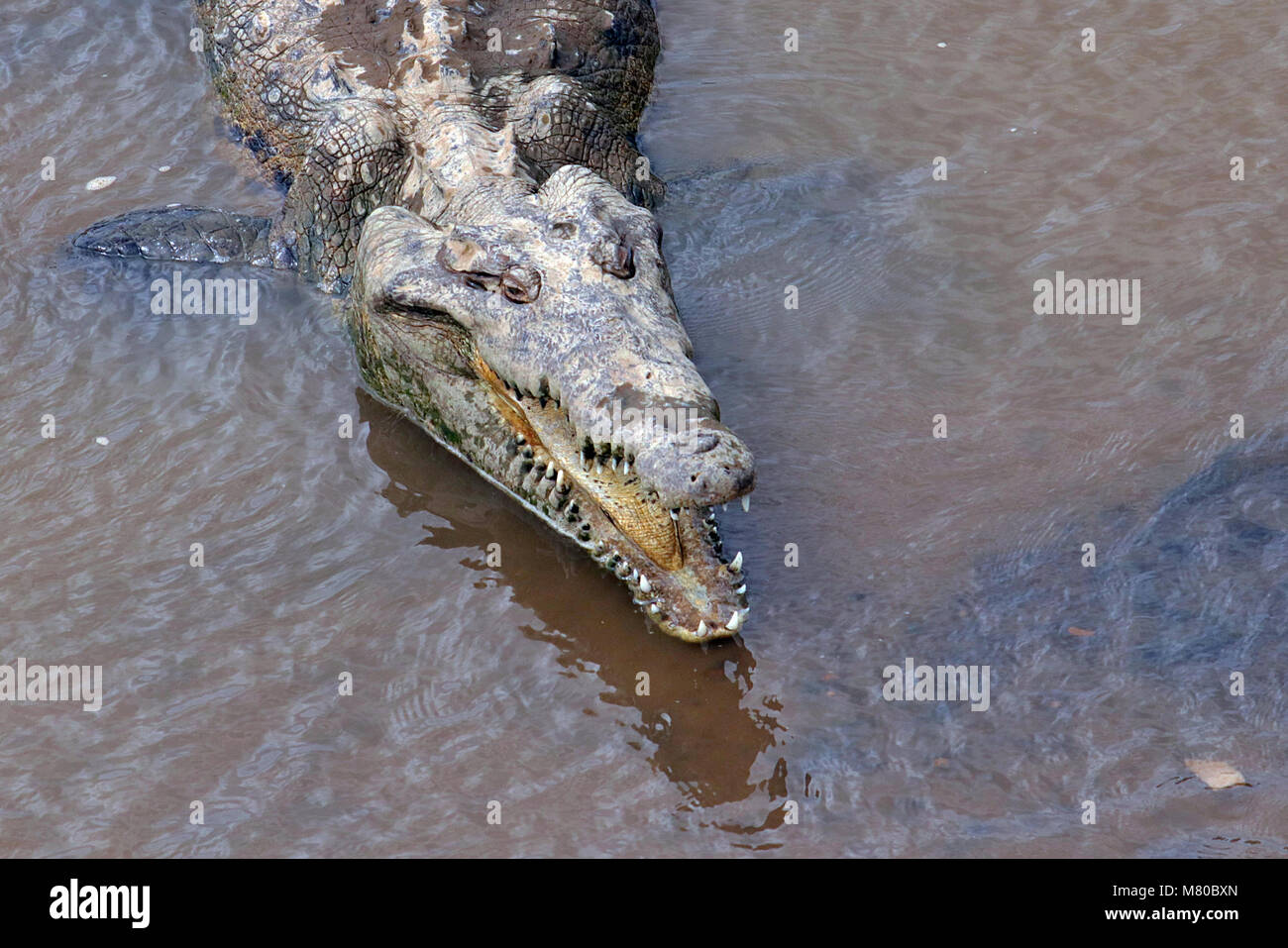 Wild American Crocodile (Crocodylus acutus) laying in a muddy river ...