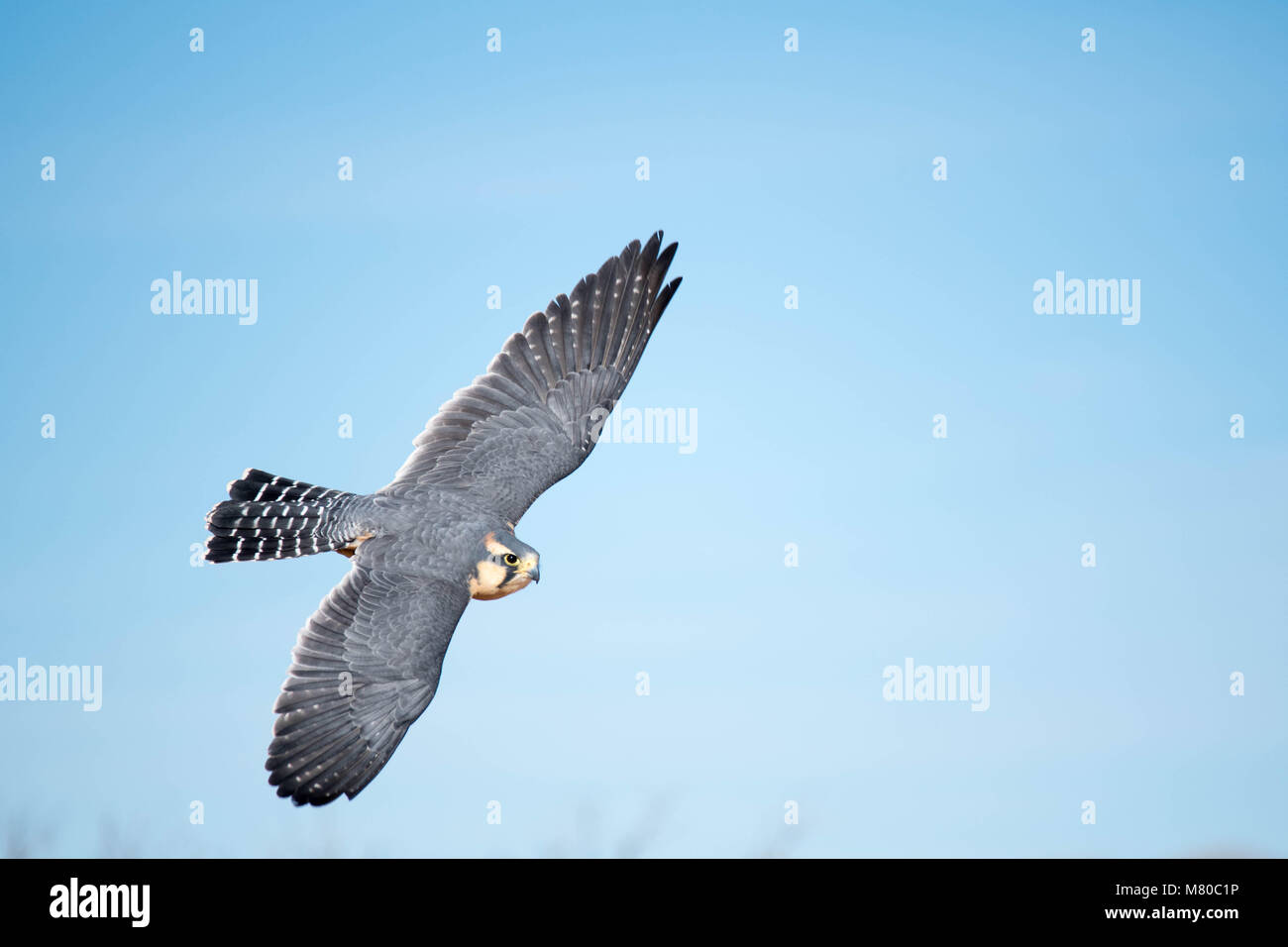 Captive Aplamado Falcon, (Falco femoral), being exercised. Quebradas ...