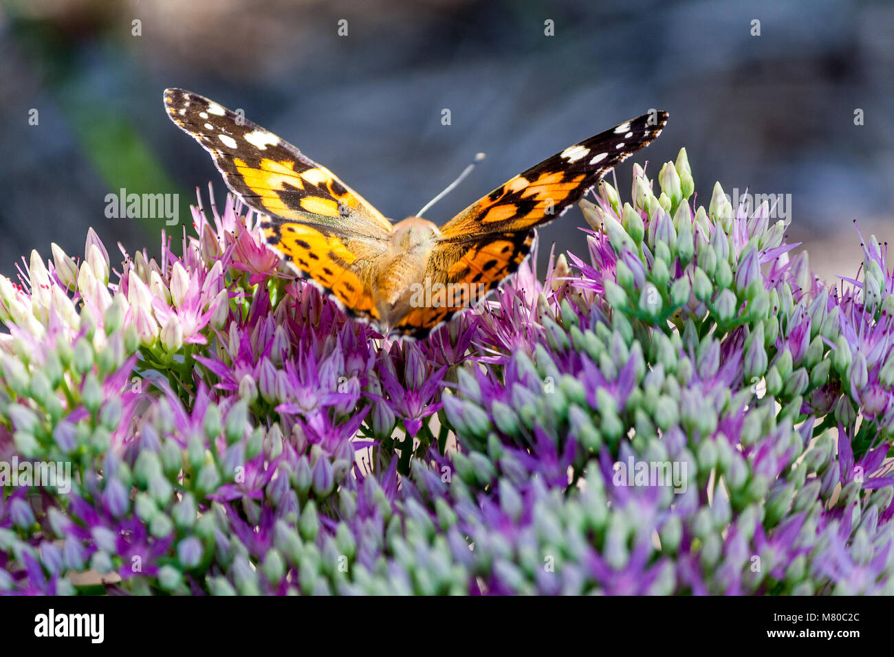 Spring butterfly hi-res stock photography and images - Alamy