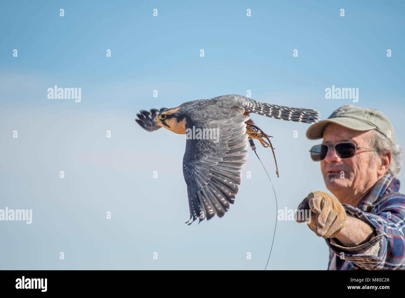 Captive Aplamado Falcon, (Falco femoral), being exercised. Quebradas ...