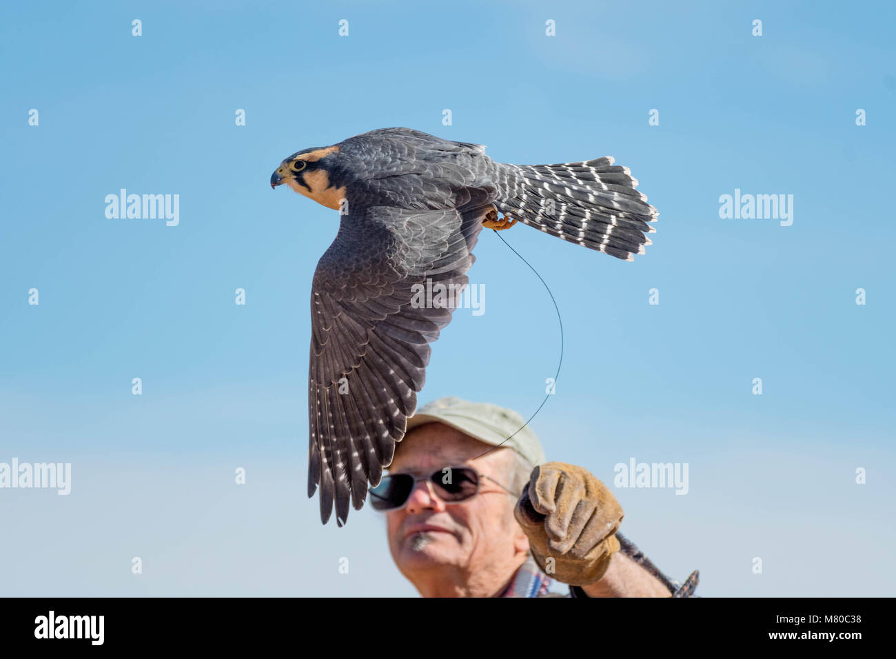 Captive Aplamado Falcon, (Falco femoral), being exercised. Quebradas ...