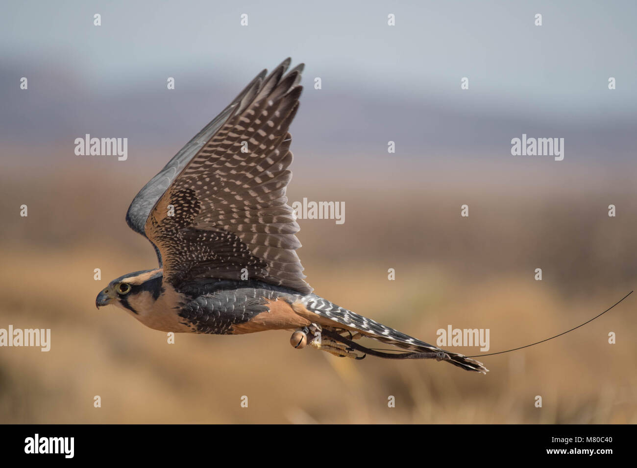 Captive Aplamado Falcon, (Falco femoral), being exercised. Quebradas ...