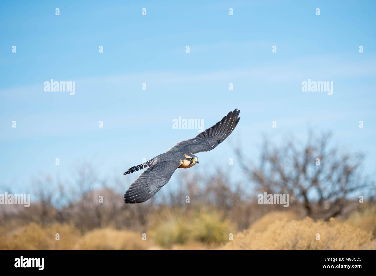 Captive Aplamado Falcon, (Falco femoralis), Quebradas Backcountry Byway ...