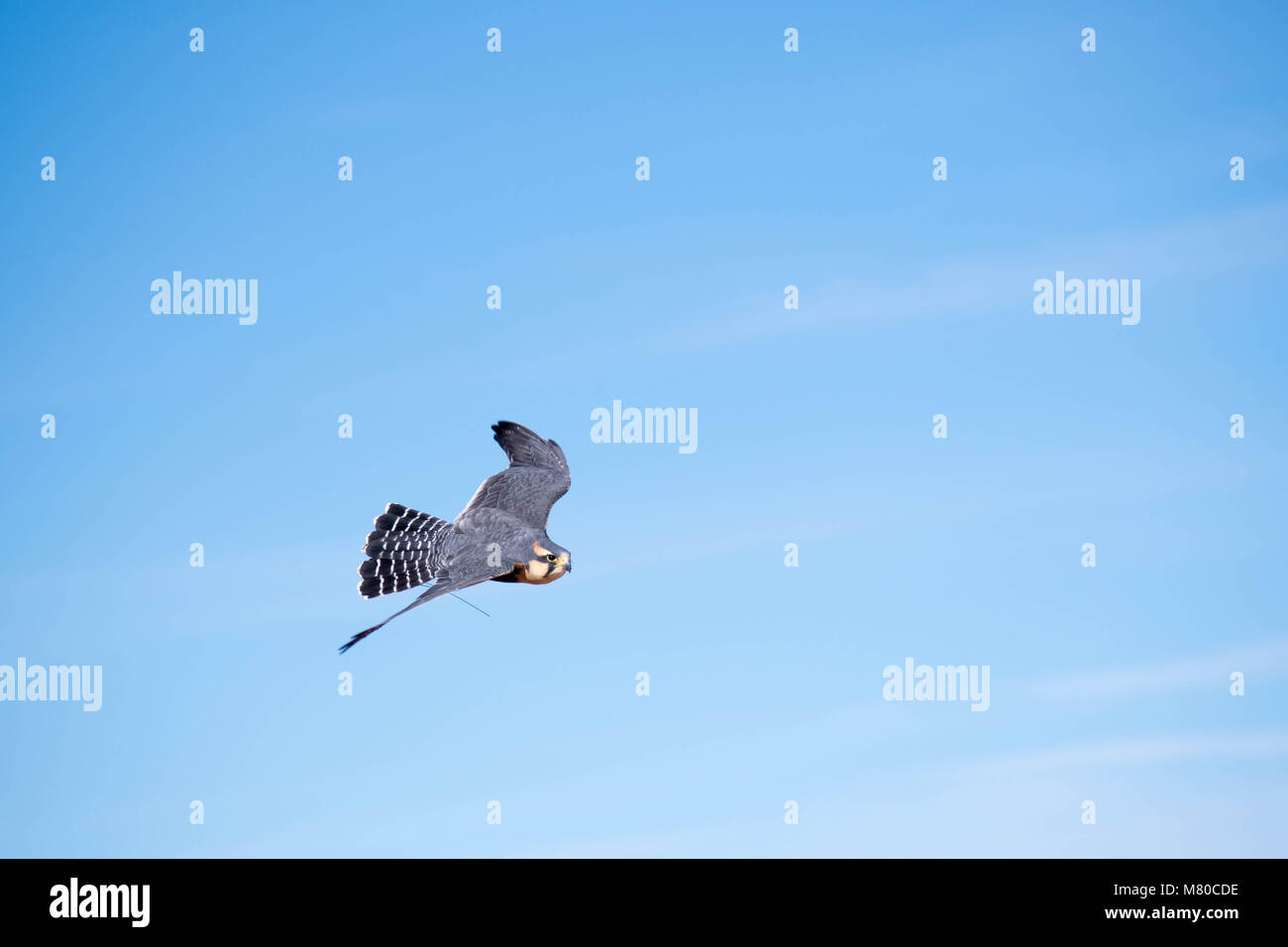 Aplamado falcon hi-res stock photography and images - Alamy