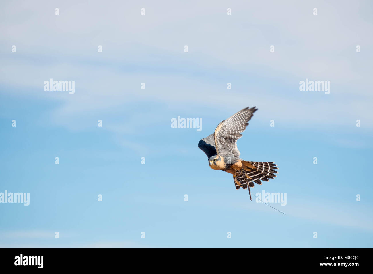 Captive Aplamado Falcon, (Falco femoral), being exercised. Quebradas ...