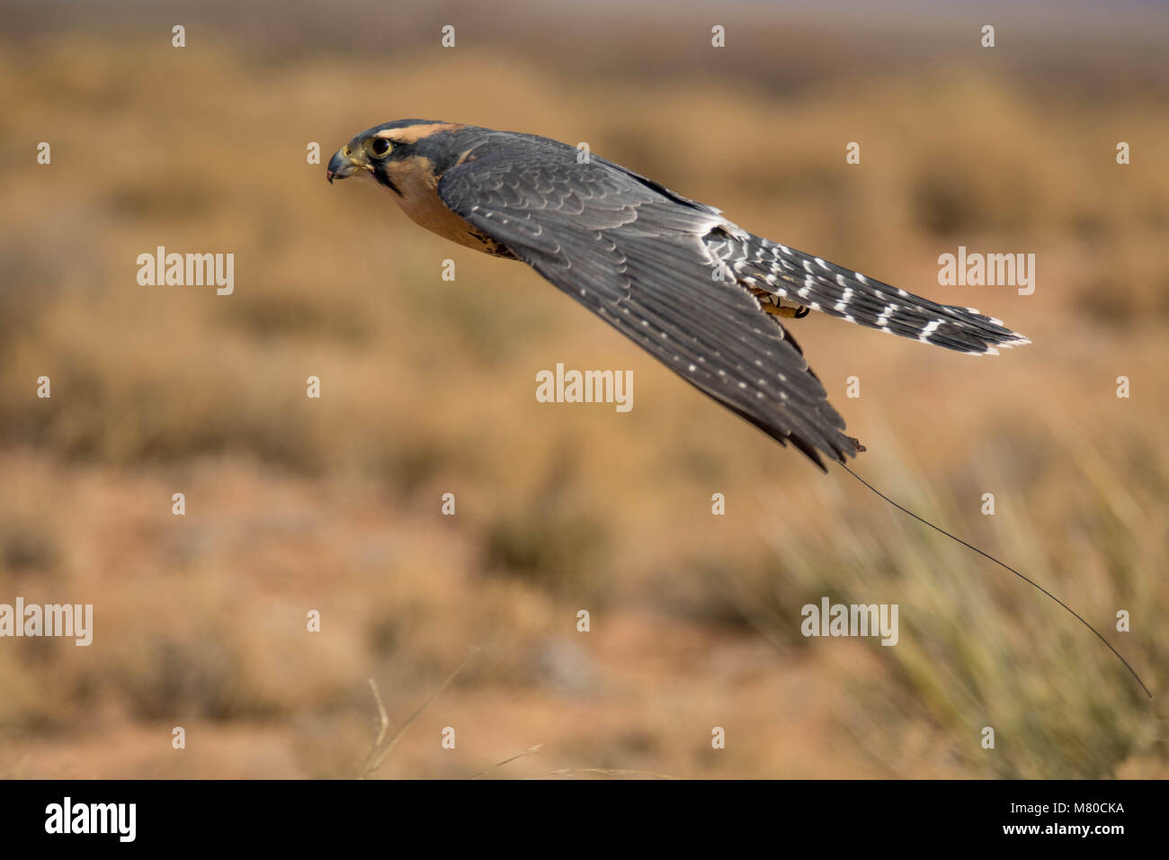 Captive Aplamado Falcon, (Falco femoral), being exercised. Quebradas ...