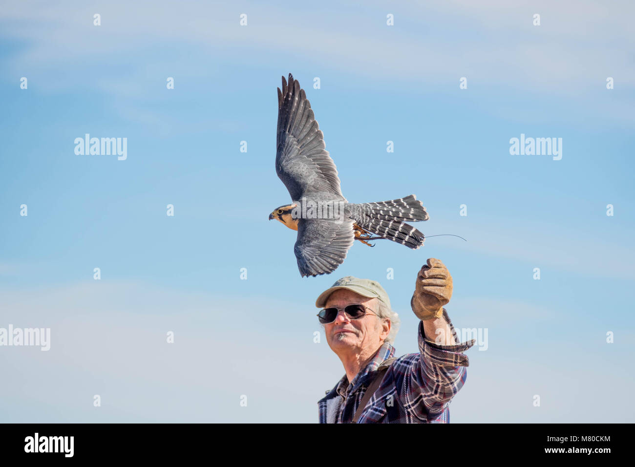 Captive Aplamado Falcon, (Falco femoral), being exercised. Quebradas ...