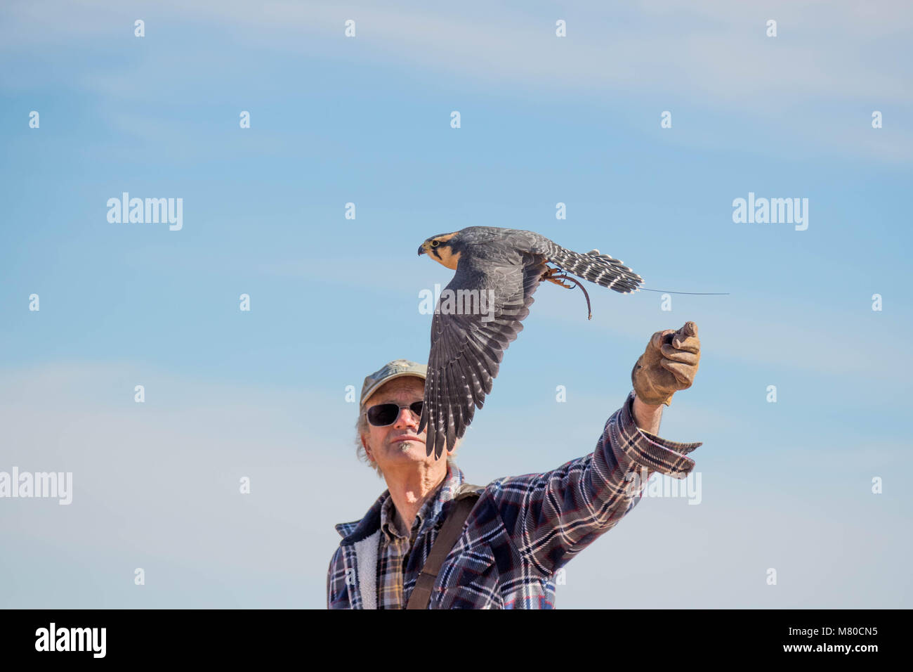 Captive Aplamado Falcon, (Falco femoral), being exercised. Quebradas ...
