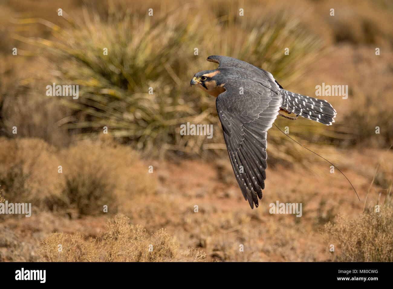 Captive Aplamado Falcon, (Falco femoral), being exercised. Quebradas ...