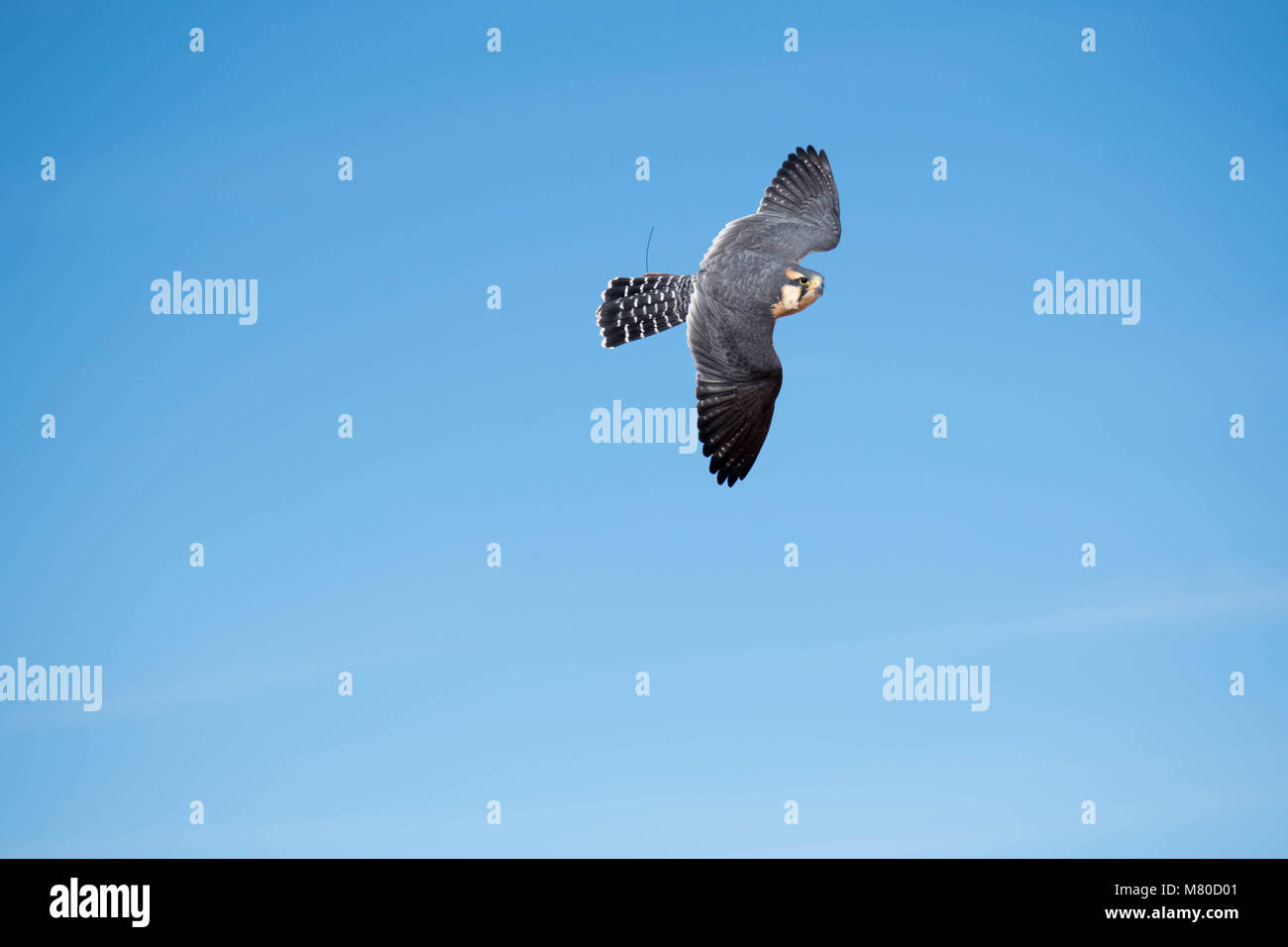 Captive Aplamado Falcon, (Falco femoral), being exercised. Quebradas ...