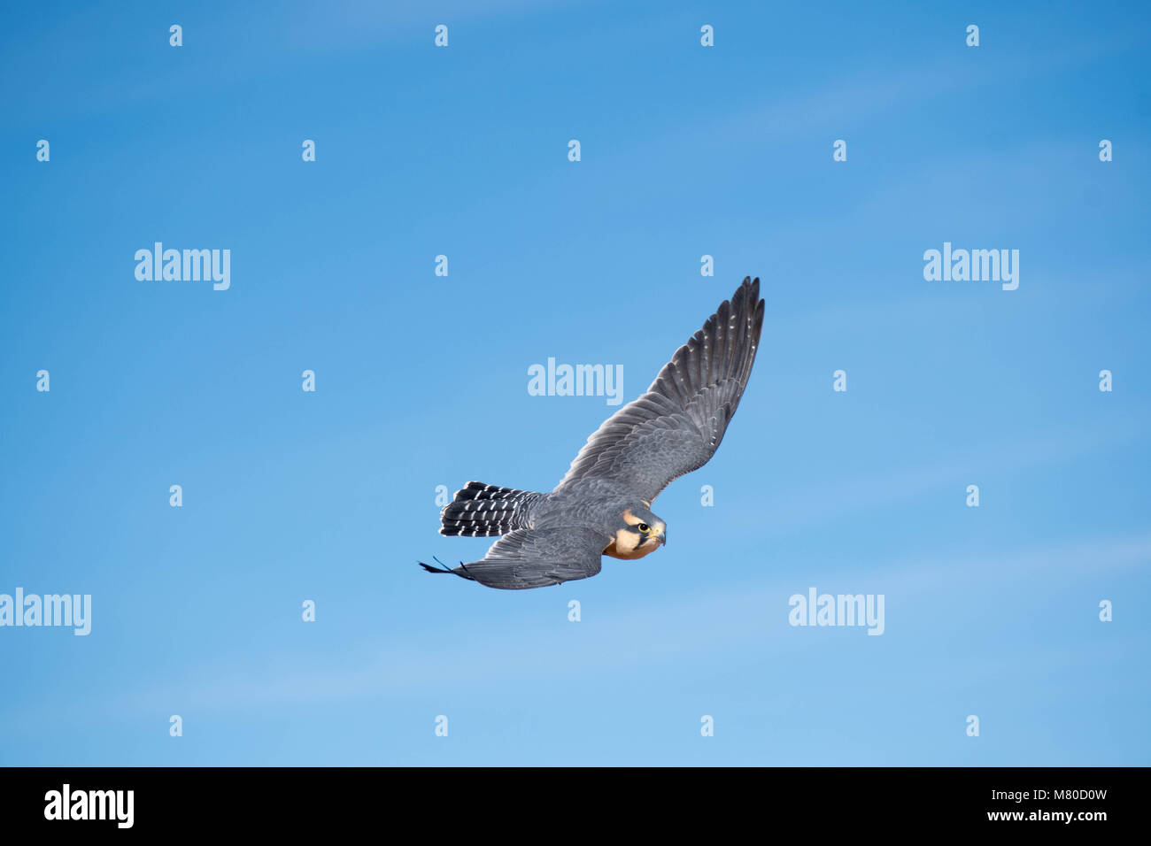 Captive Aplamado Falcon, (Falco femoral), being exercised. Quebradas ...