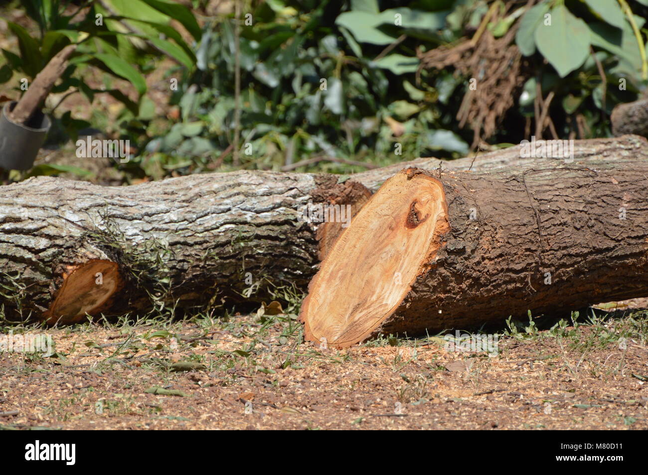 Hag tree hi-res stock photography and images - Alamy