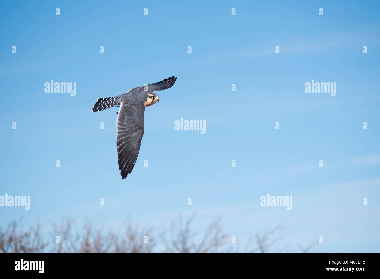 Captive Aplamado Falcon, (Falco femoral), being exercised. Quebradas ...