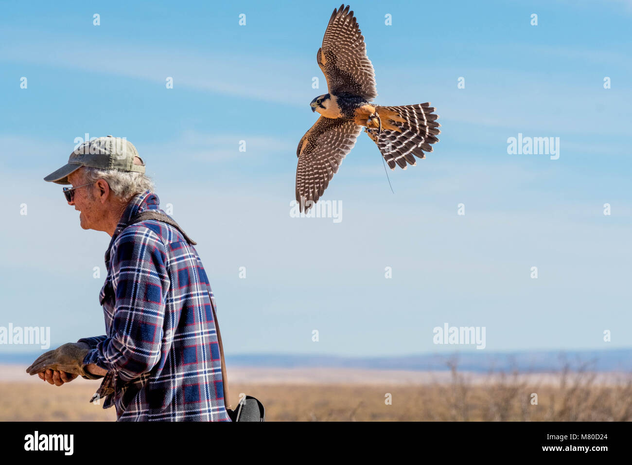 Captive Aplamado Falcon, (Falco femoral), being exercised. Quebradas ...
