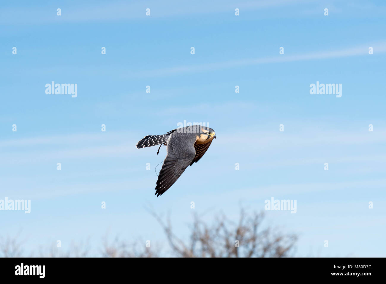 Captive Aplamado Falcon, (Falco femoral), being exercised. Quebradas ...
