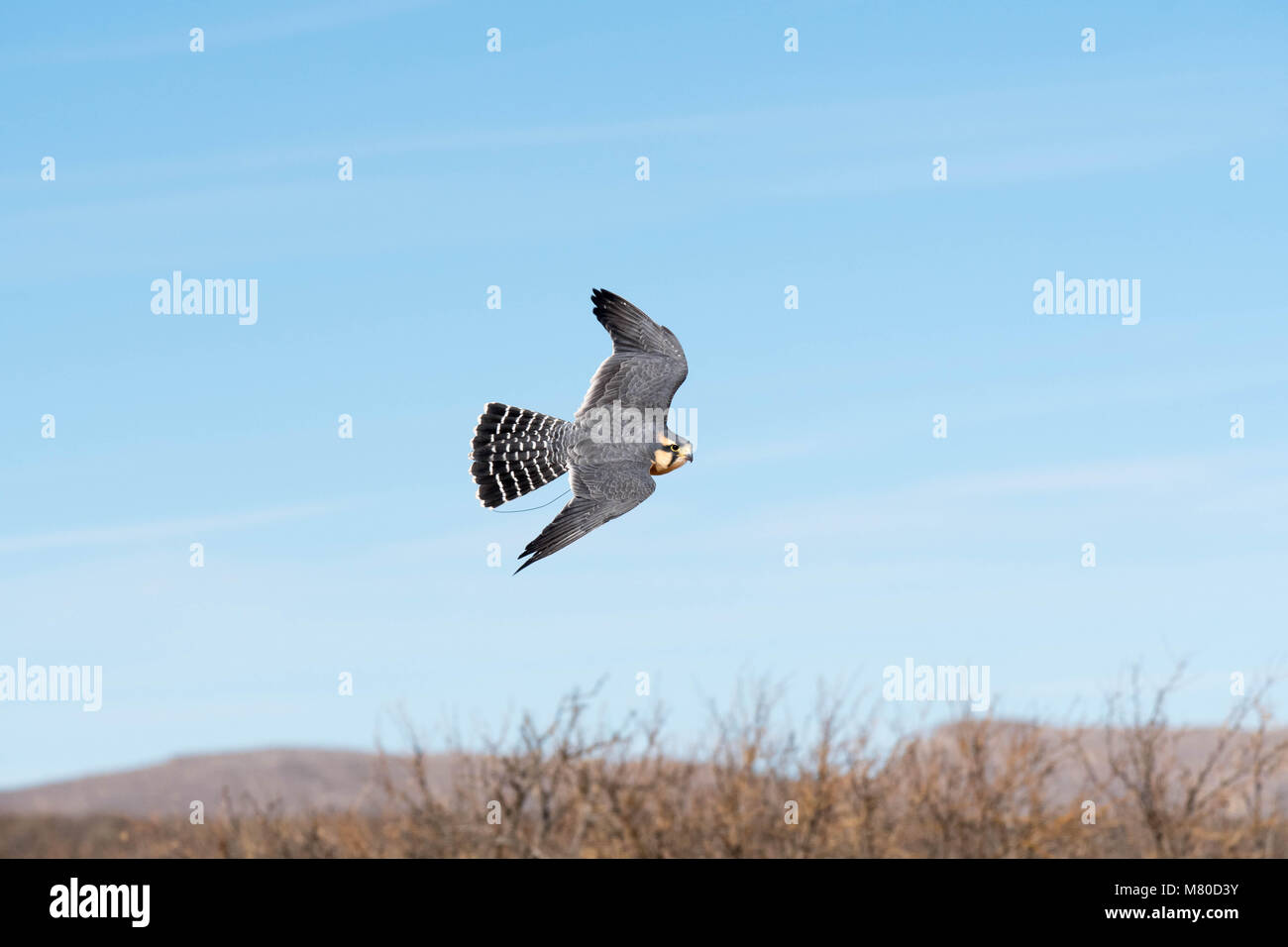 Captive Aplamado Falcon, (Falco femoral), being exercised. Quebradas ...