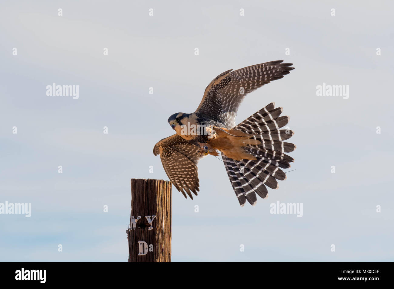 Captive Aplamado Falcon, (Falco femoralis), being exercised. Quebradas ...