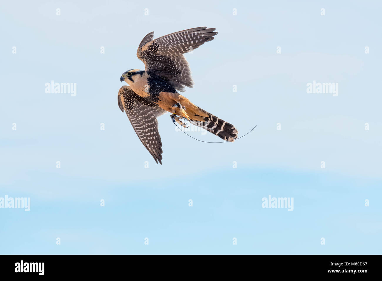 Captive Aplamado Falcon, (Falco femoralis), being exercised. Quebradas ...