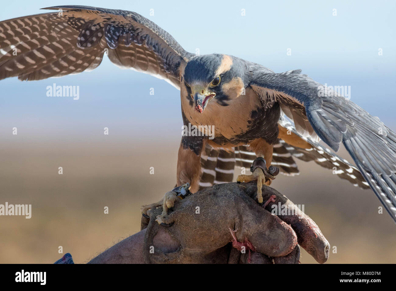Captive Aplamado Falcon, (Falco femoralis), being exercised. Quebradas ...