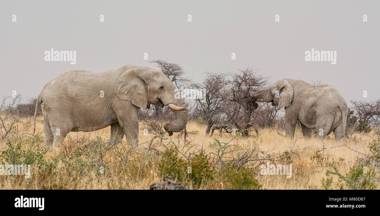 African Elephants foraging in the bush in Namibian savanna Stock Photo ...