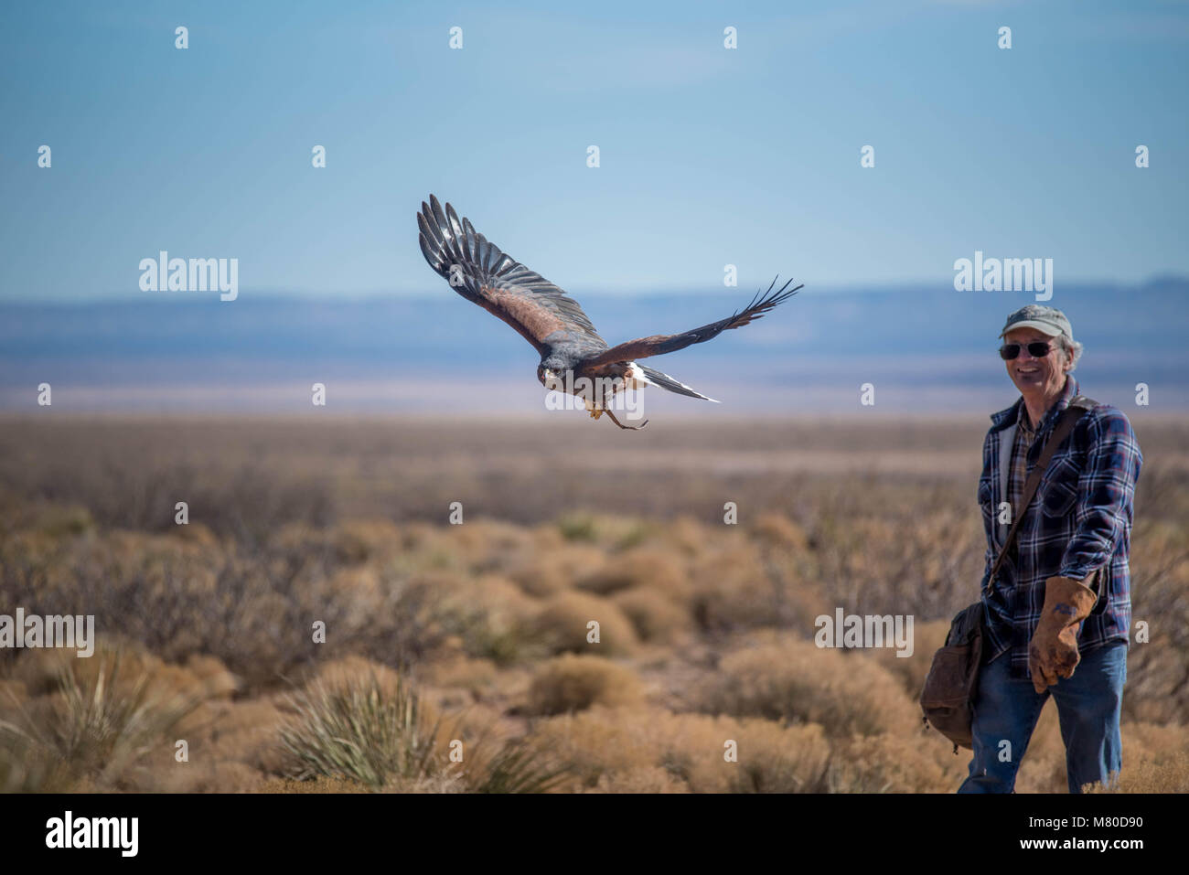 Captive Harris Hawk, (Parabuteo unicinctus), being exercised. Quebradas ...