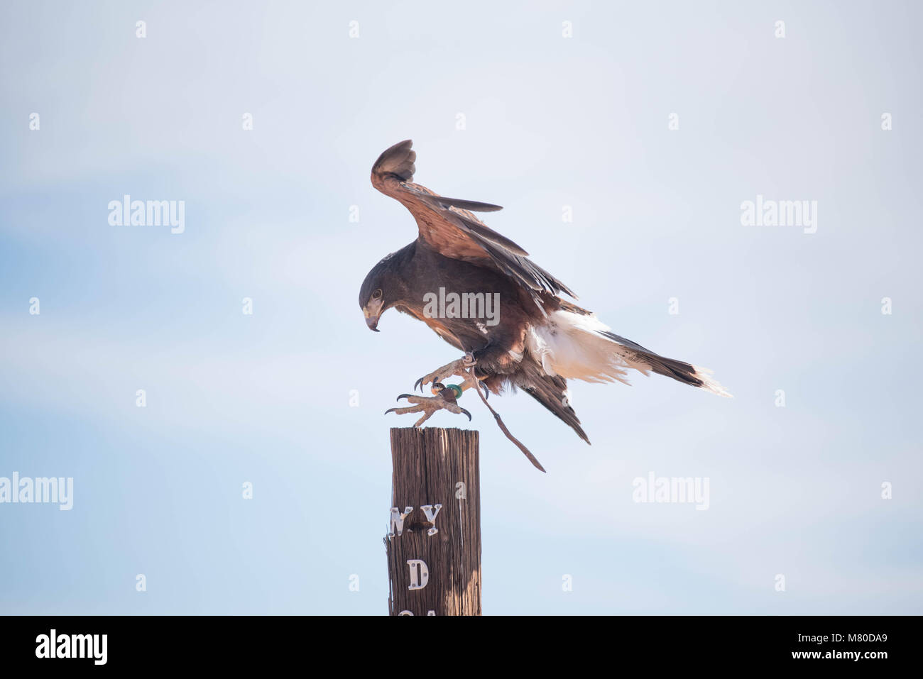 Captive Harris Hawk, (Parabuteo unicinctus), being exercised. Quebradas ...