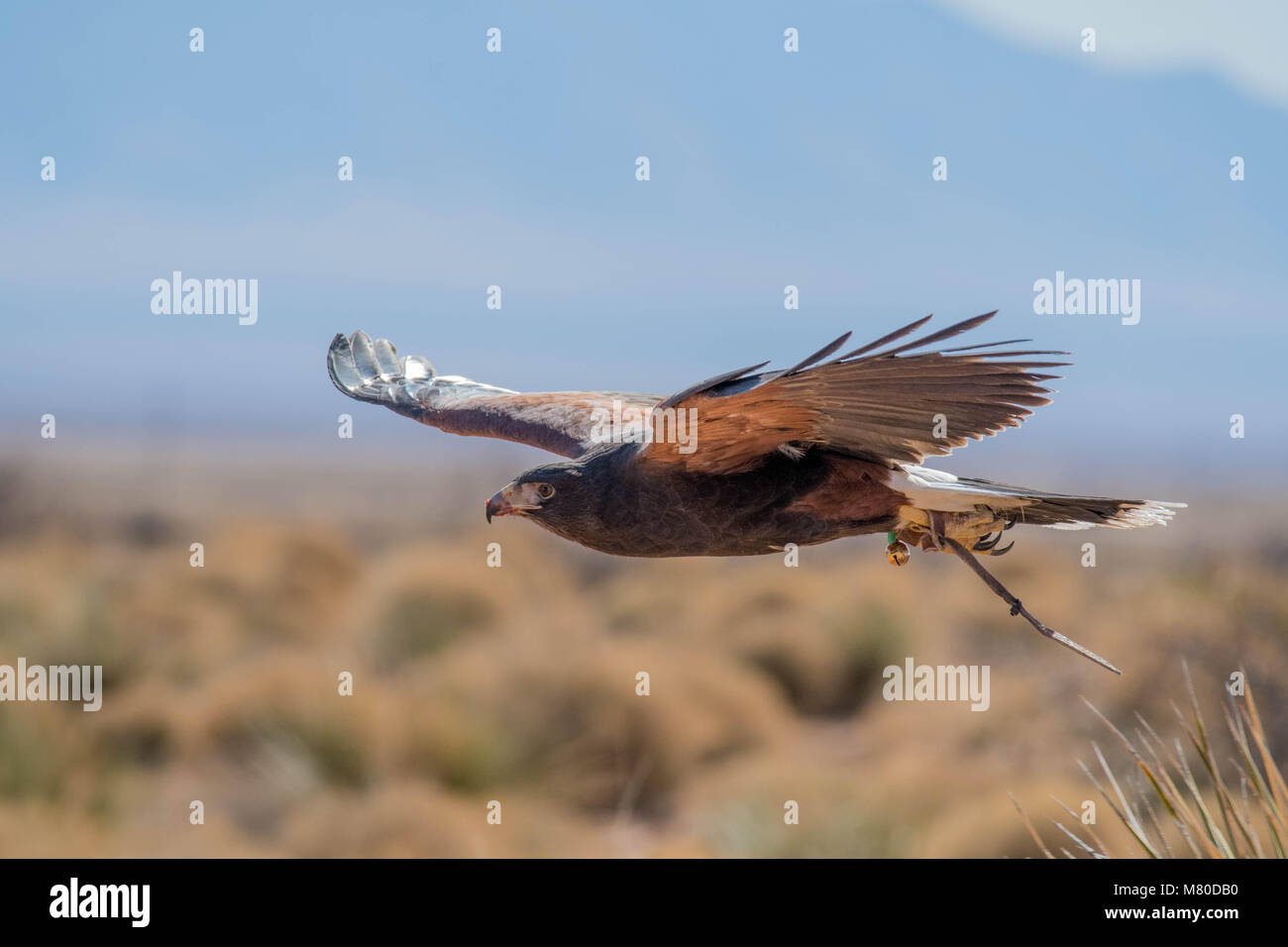 Captive Harris Hawk, (Parabuteo unicinctus), being exercised. Quebradas ...