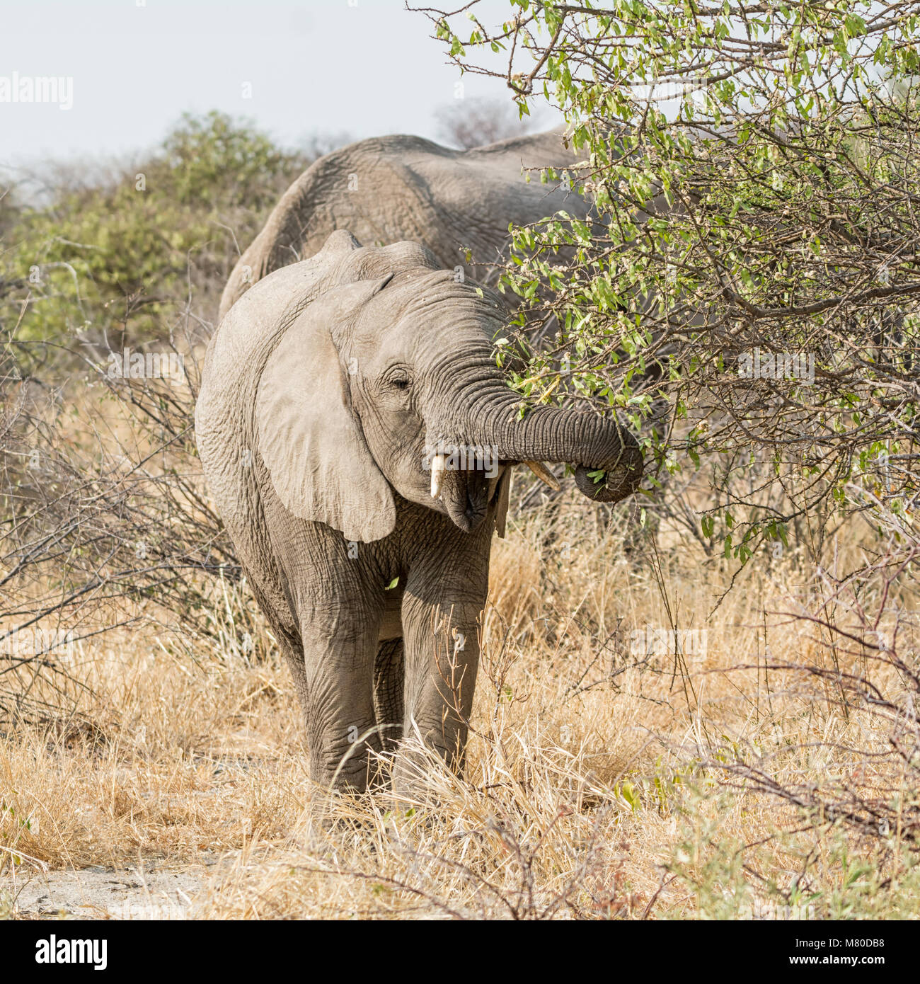 African savannah elephant eating leaves hi-res stock photography and ...