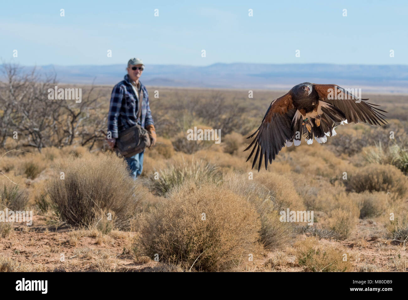 Captive Harris Hawk, (Parabuteo unicinctus), being exercised. Quebradas ...