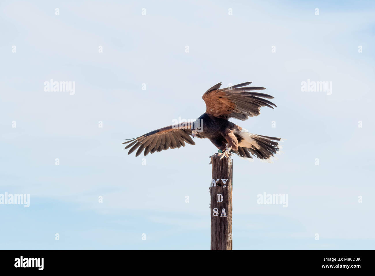 Captive Harris Hawk, (Parabuteo unicinctus), being exercised. Quebradas ...