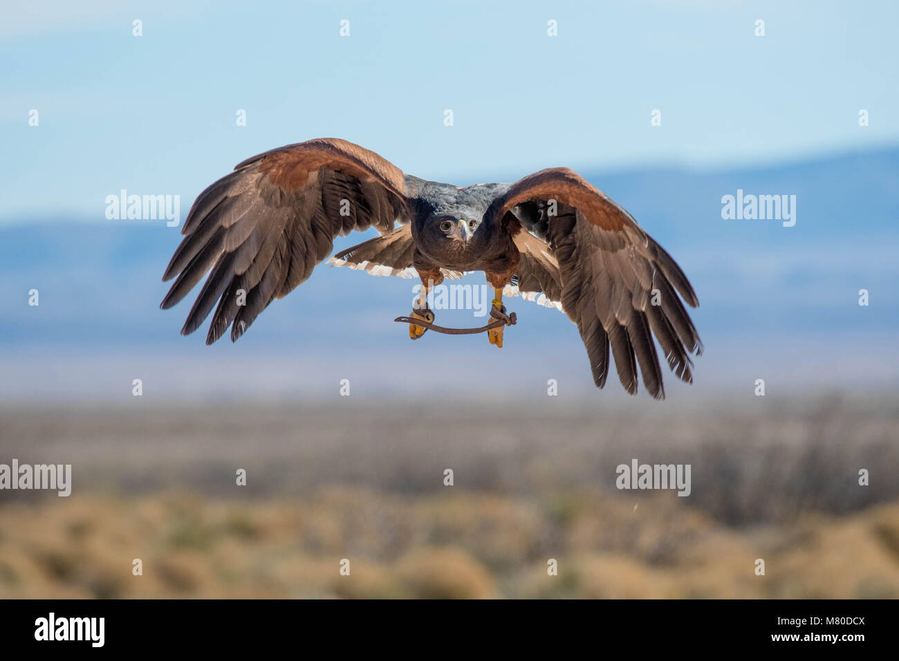 Captive Harris Hawk, (Parabuteo unicinctus), being exercised. Quebradas ...