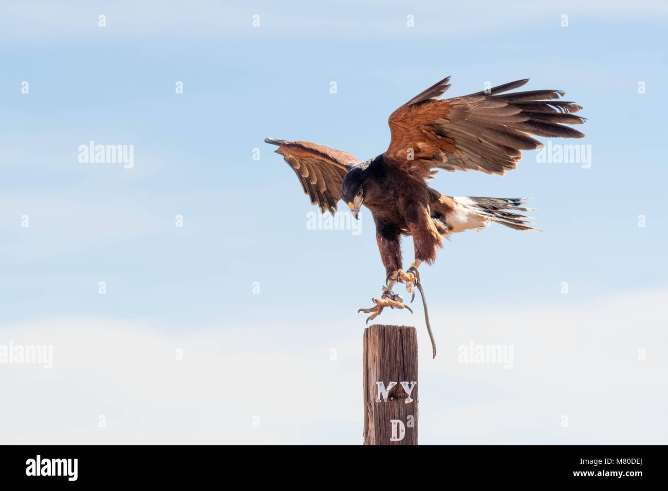 Captive Harris Hawk, (Parabuteo unicinctus), being exercised. Quebradas ...