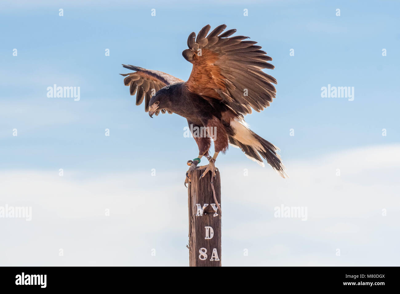 Captive Harris Hawk, (Parabuteo unicinctus), being exercised. Quebradas ...