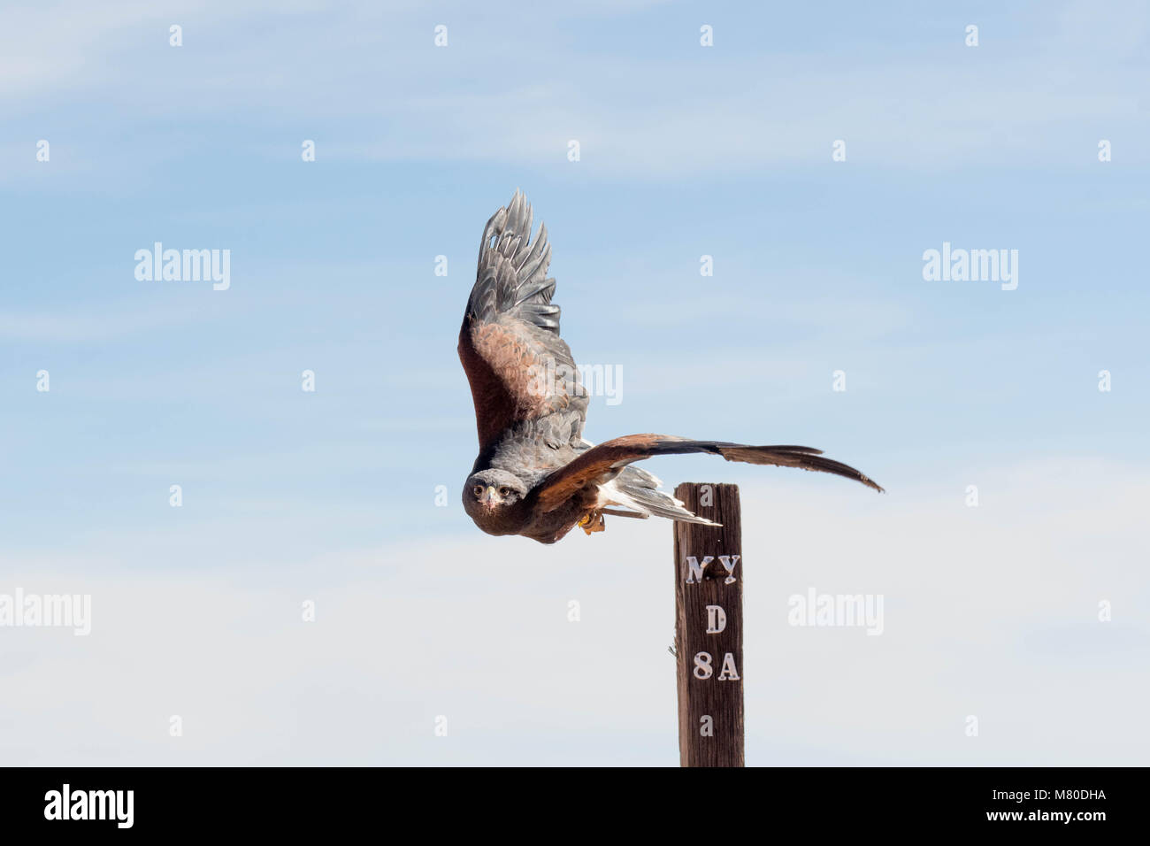 Captive Harris Hawk, (Parabuteo unicinctus), being exercised. Quebradas ...