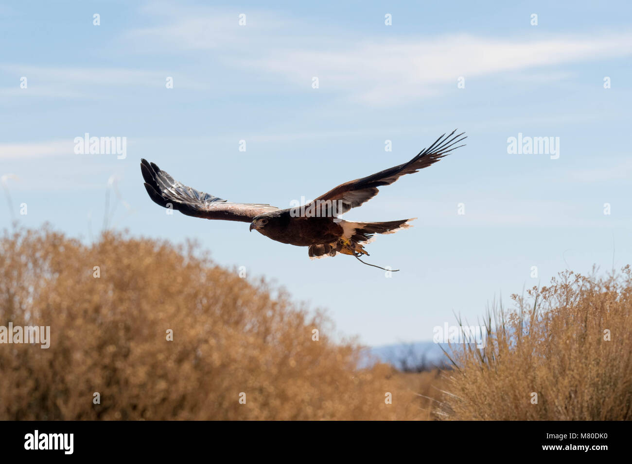 Captive Harris Hawk, (Parabuteo unicinctus), being exercised. Quebradas ...