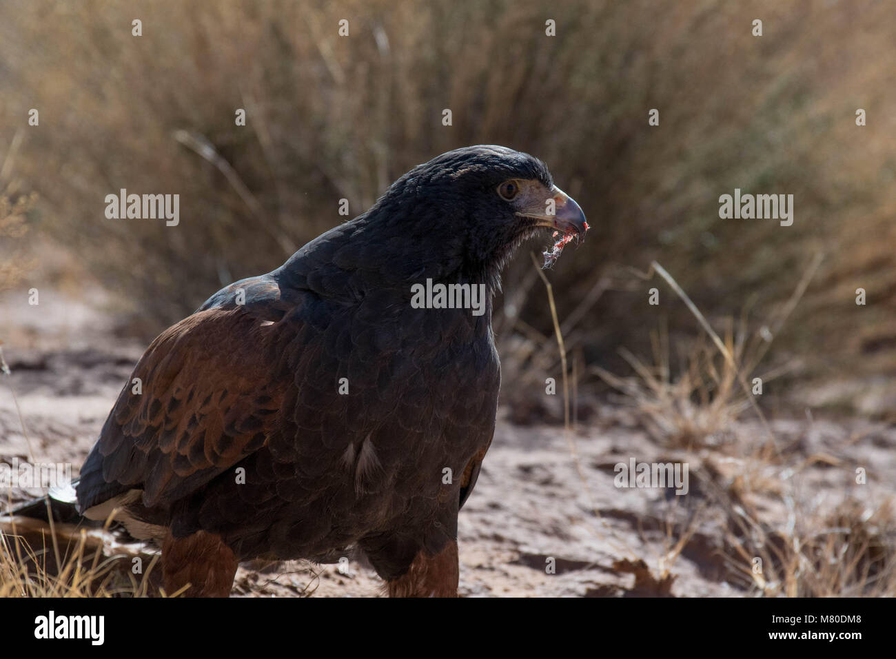 Captive Harris Hawk, ( Parabuteo unicinctus), Quebradas Backcountry ...