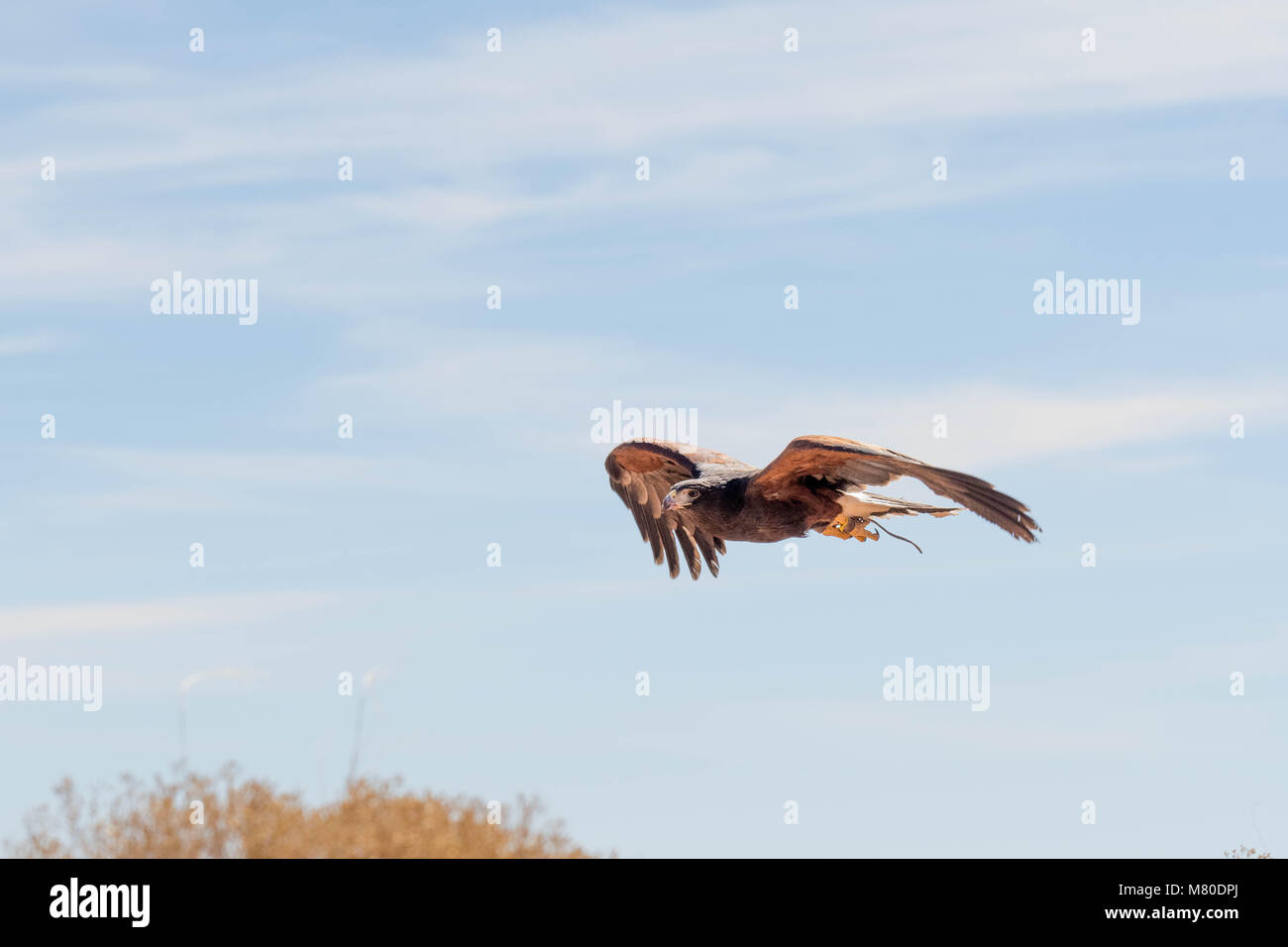 Captive Harris Hawk, (Parabuteo unicinctus), being exercised. Quebradas ...