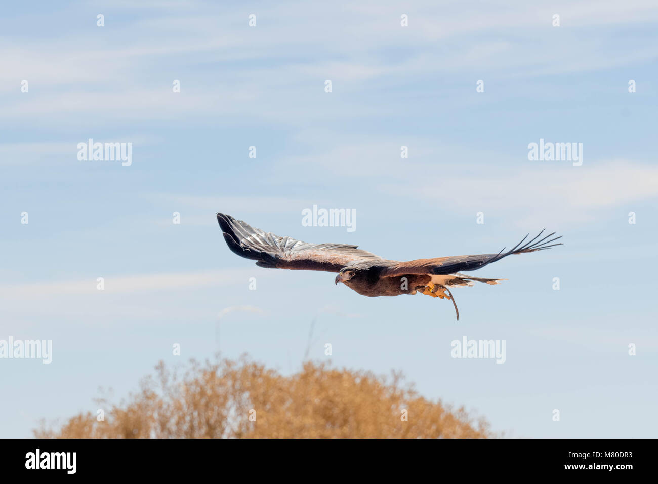 Captive Harris Hawk, (Parabuteo unicinctus), being exercised. Quebradas ...