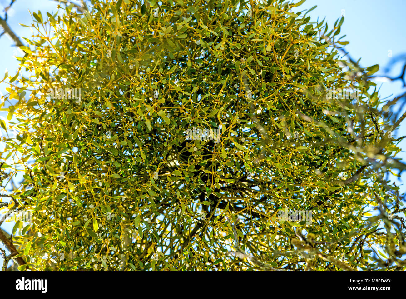mistletoe in a fruit tree in wintertime in Germany Stock Photo - Alamy
